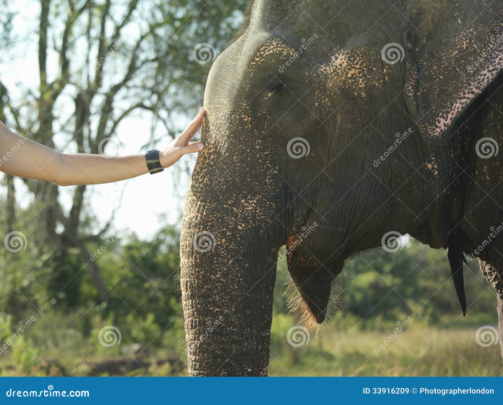 Hand Stroking Elephant S Head Stock Image - Image of selective ...