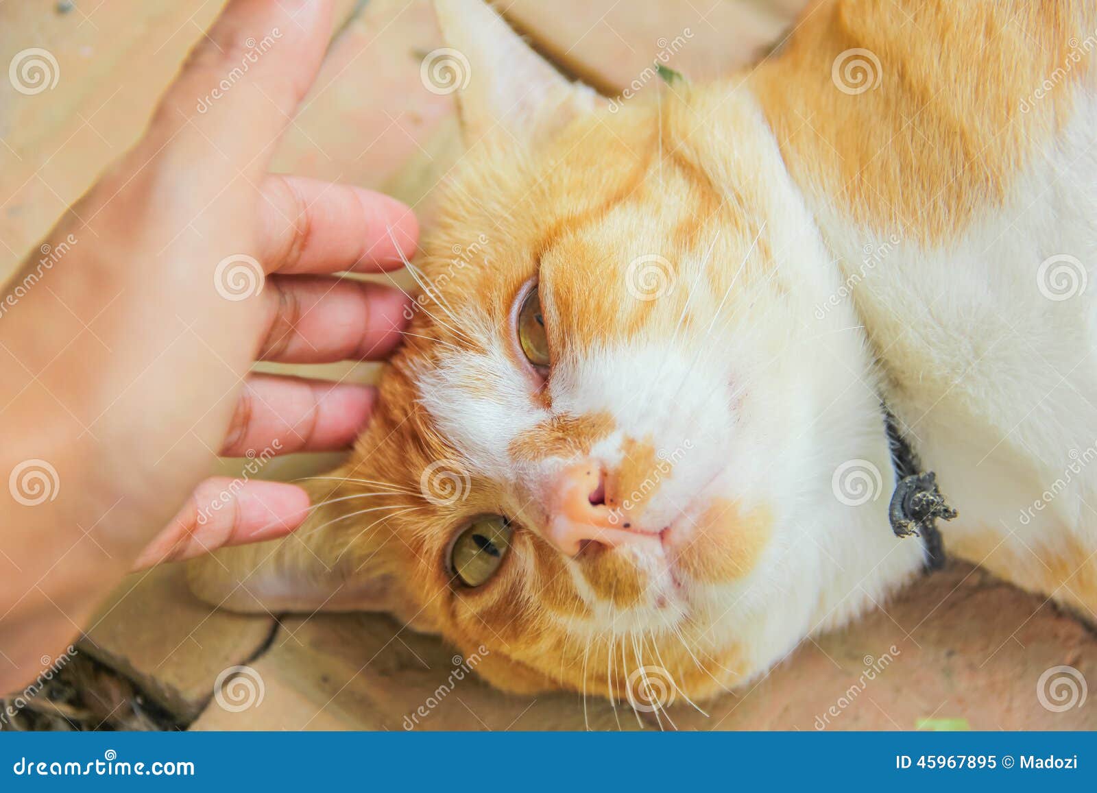 Hand stroking head cat stock image. Image of little, orange - 45967895