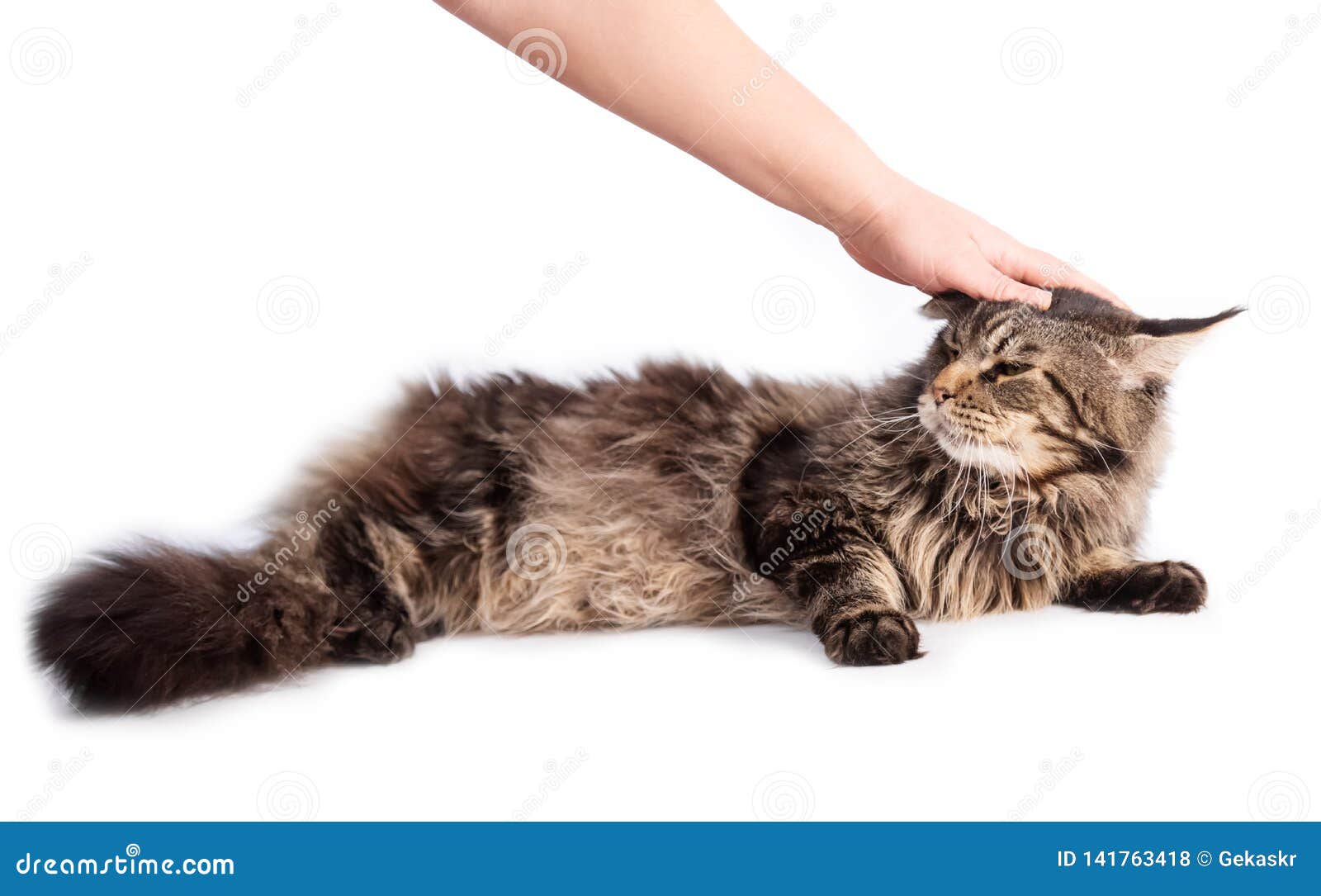 Hand Stroking Striped Fluffy Cat Isolated Stock Photo - Image of calm ...