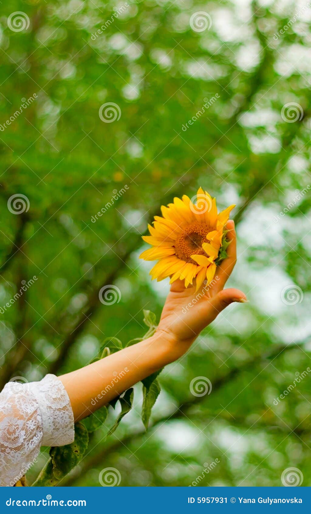 Hand with sunflower stock image. Image of beautiful, elegance - 5957931