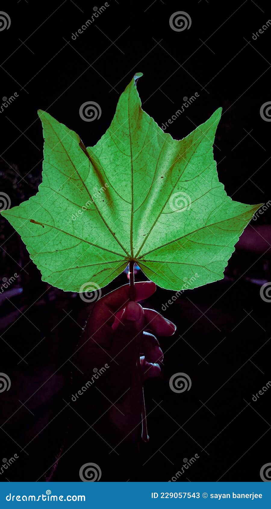 Hand take Leave stock image. Image of leave, green, hand - 229057543