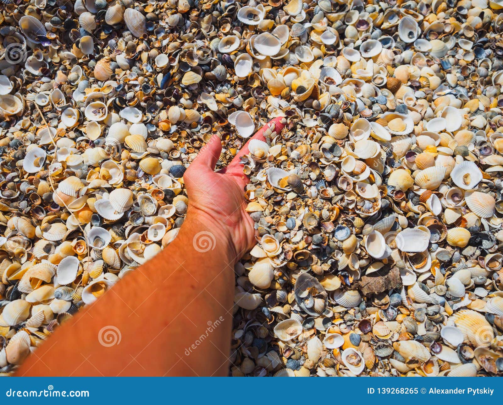 The Hand Takes the Shells on the Beach Stock Image - Image of conserve ...
