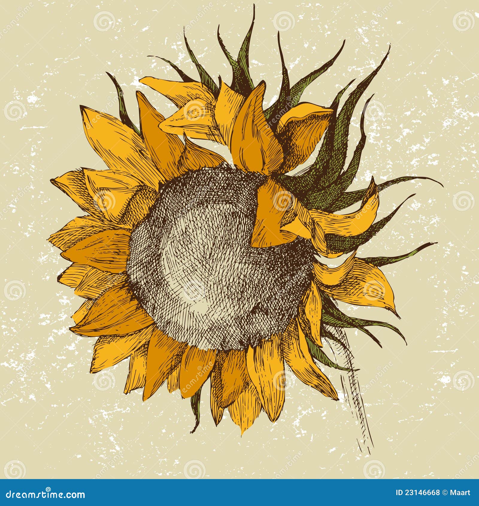 Hand tecknad solros vektor illustrationer. Illustration av blomma ...