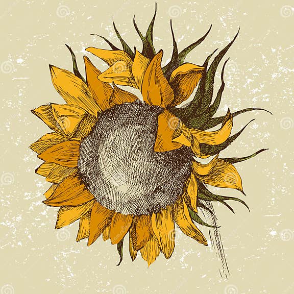 Hand tecknad solros vektor illustrationer. Illustration av blomma ...