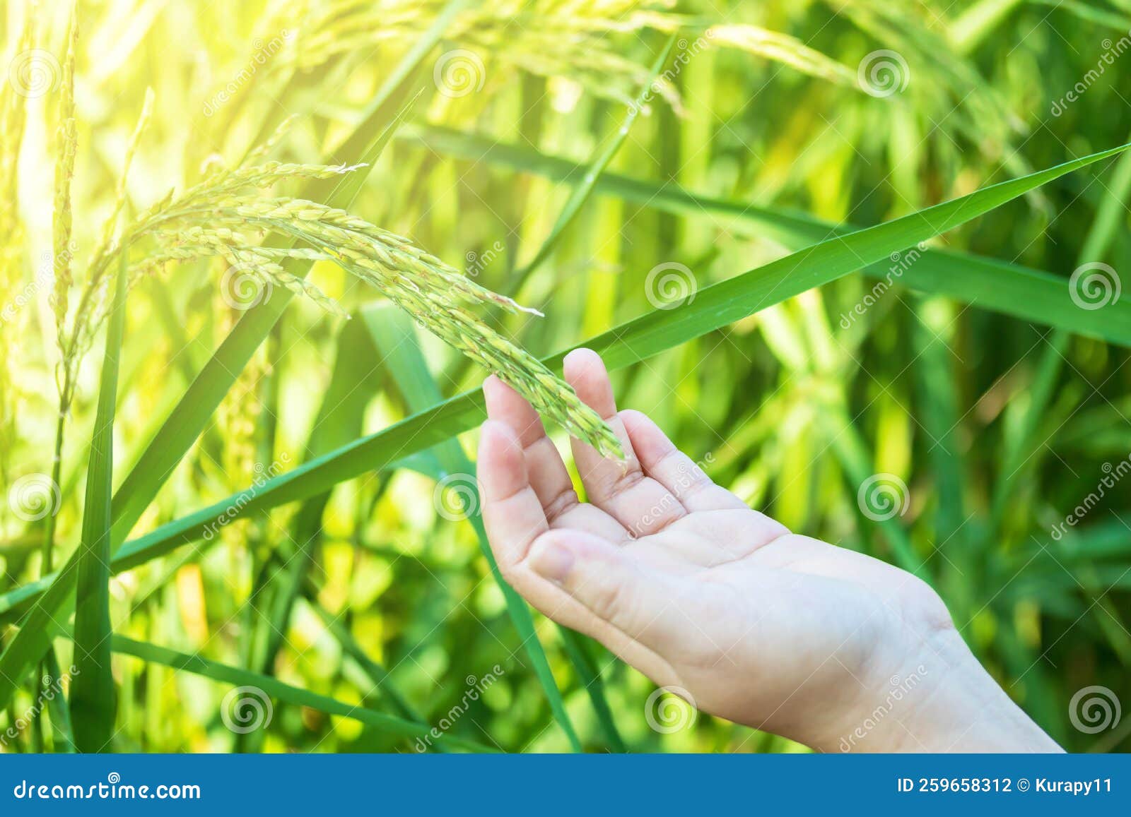 Hand Tenderly Touching Rice in Paddy Field.Farmer Hand with Rice Field ...