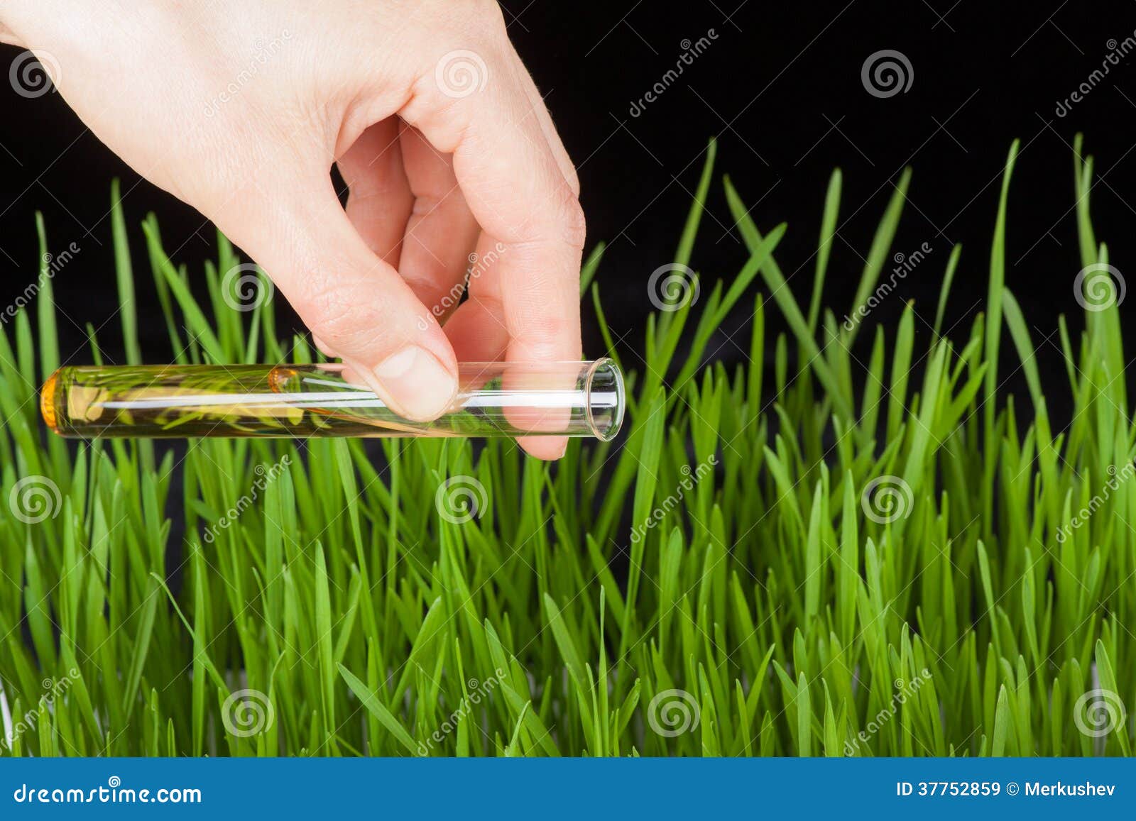 Hand with a Test Tube and Grass. Fertilizer Stock Image - Image of ...