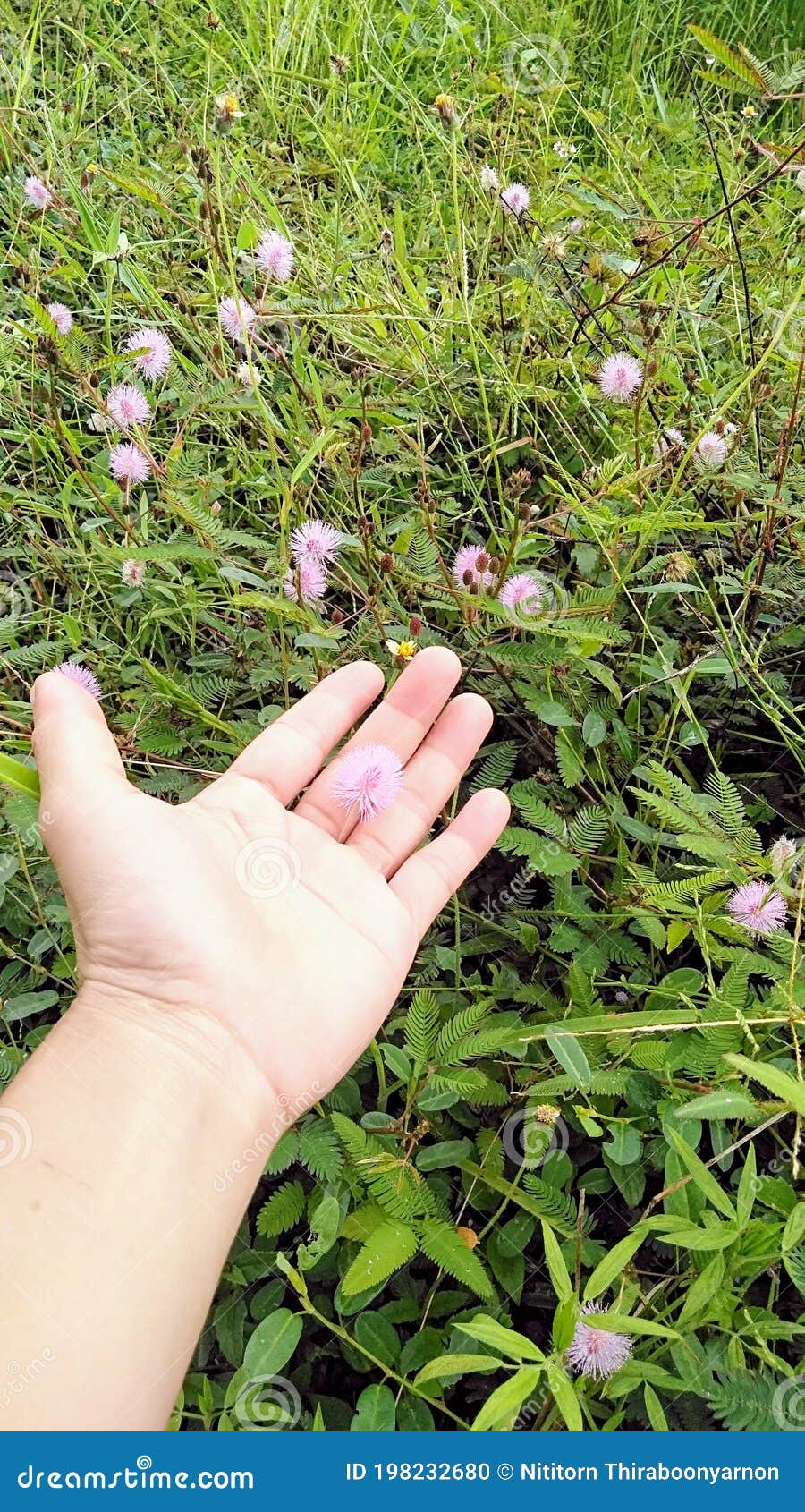 Hand and Thorn Flower Field. Stock Photo - Image of blossom, nature ...