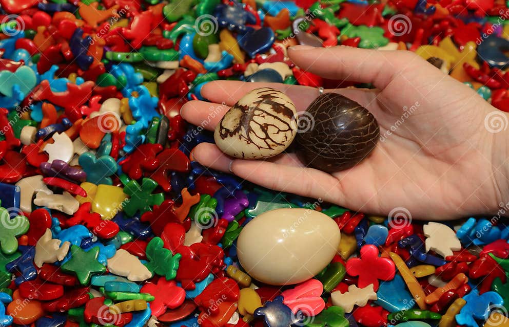 Hand with Three Seeds of the TAGUA Plant Also Called Vegetable Ivory in Different Stages of ...