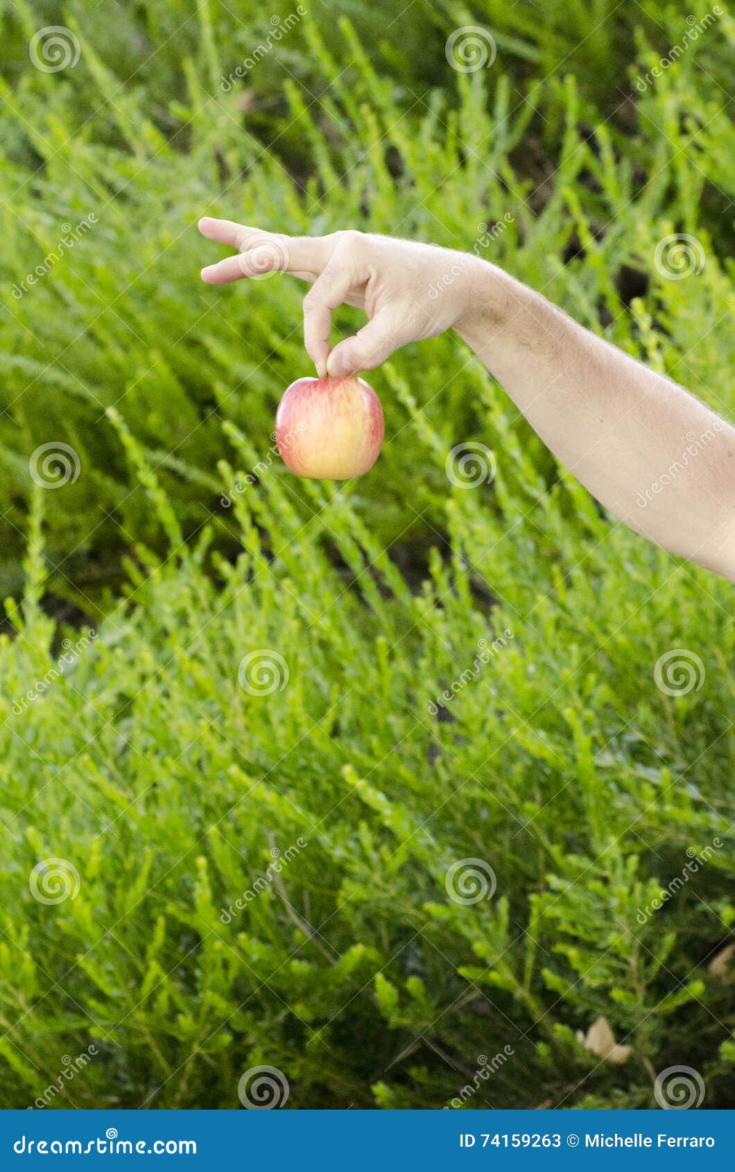 Hand about To Drop the Apple Stock Image - Image of ready, fruit: 74159263