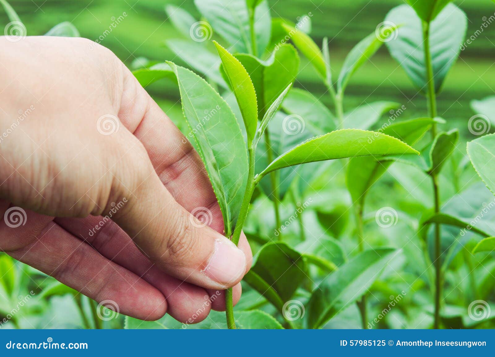 Hand to harvest tea leaf stock image. Image of park, harvesting - 57985125