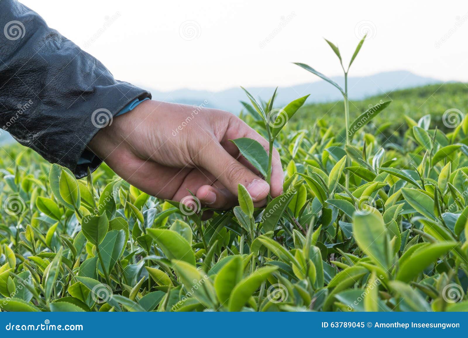 Hand to harvest tea leaves stock image. Image of plantation - 63789045