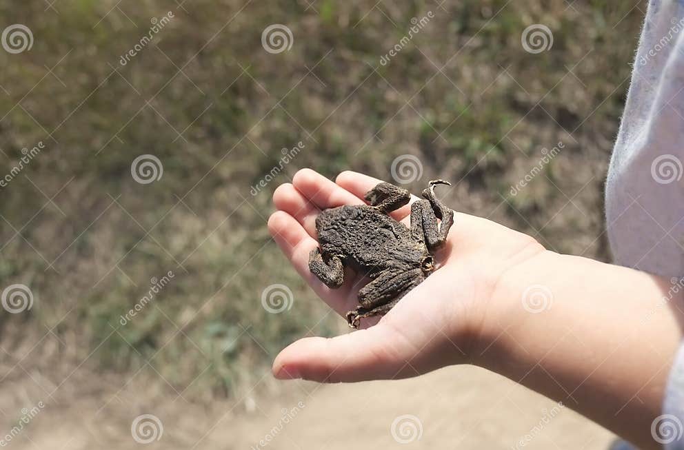 Hand with a Toad stock image. Image of preschool, nature - 43714827