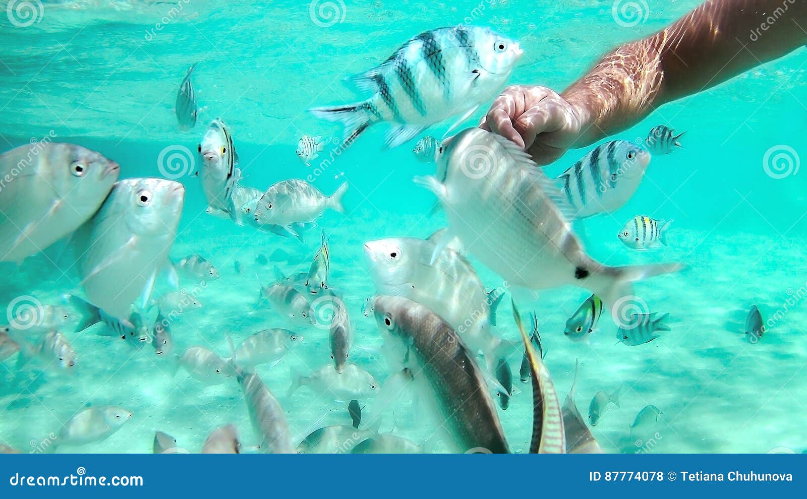 Hand Touch a Fish in the Red Sea Stock Photo - Image of blue, hurghada ...
