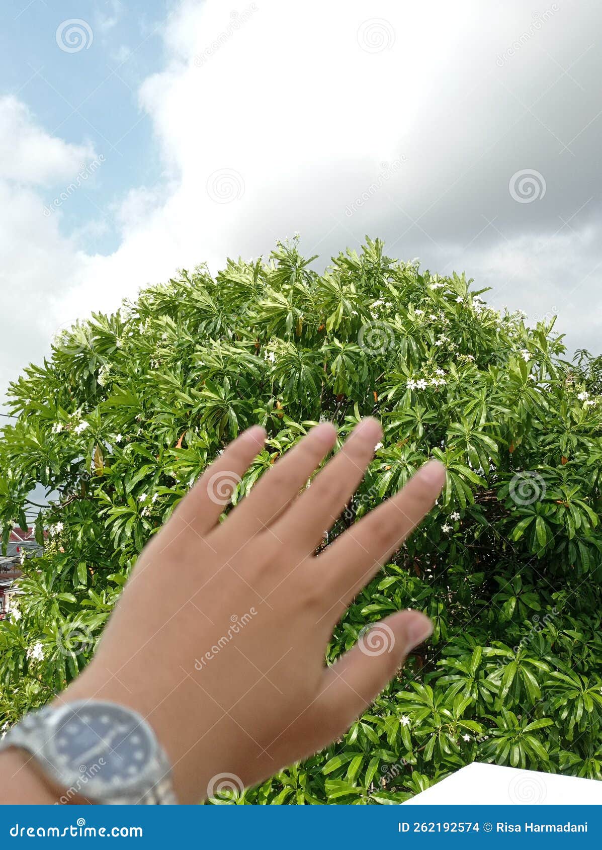 Hand Touch the Leaves of the Trees Stock Photo - Image of shrub, meadow ...