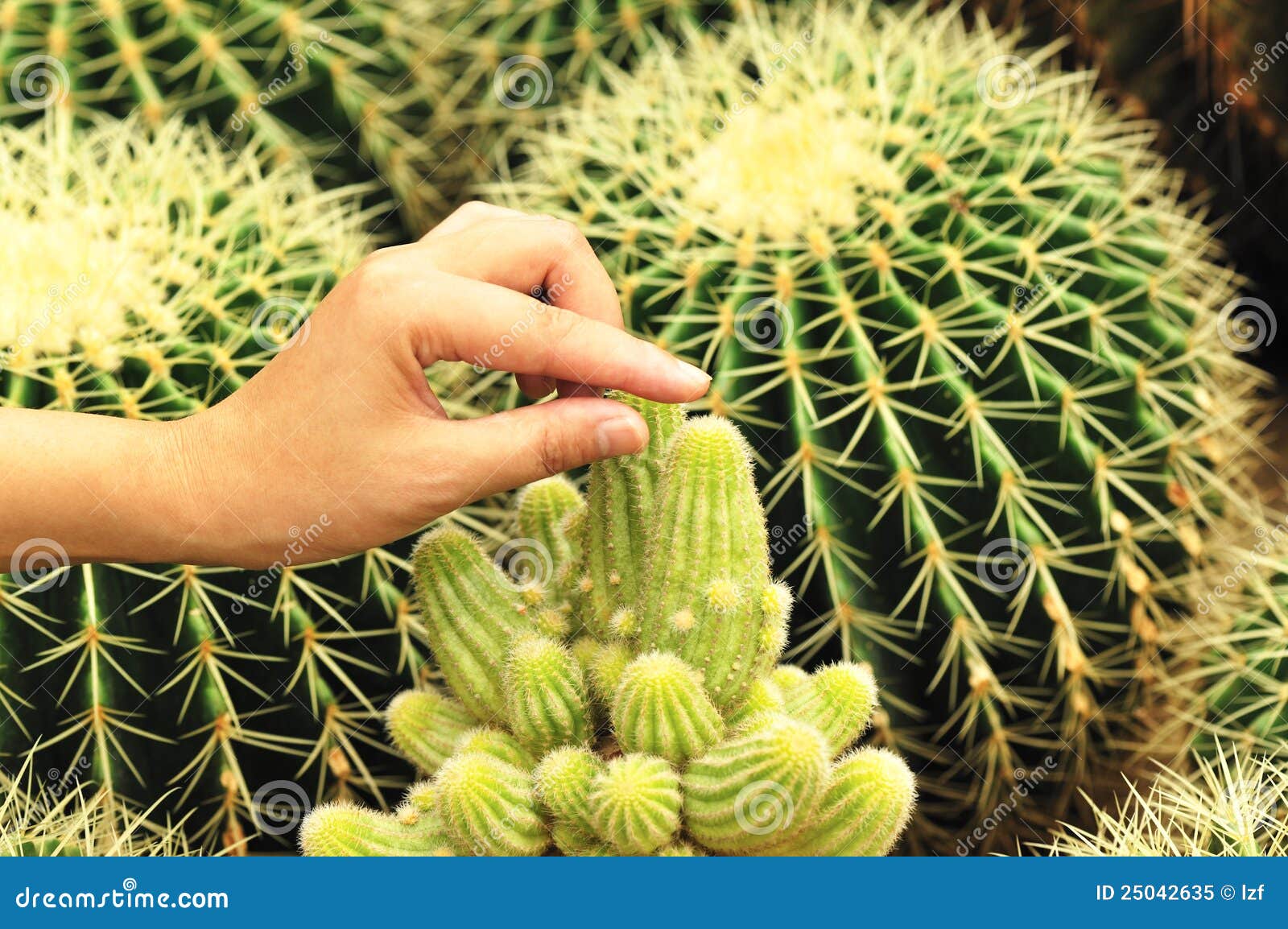 Hand touch prickly pear stock image. Image of elliptic - 25042635