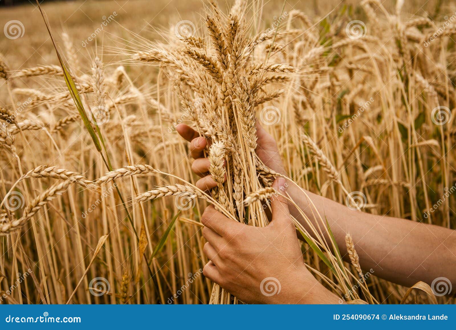 Hand touch wheat ears stock photo. Image of harvesting - 254090674
