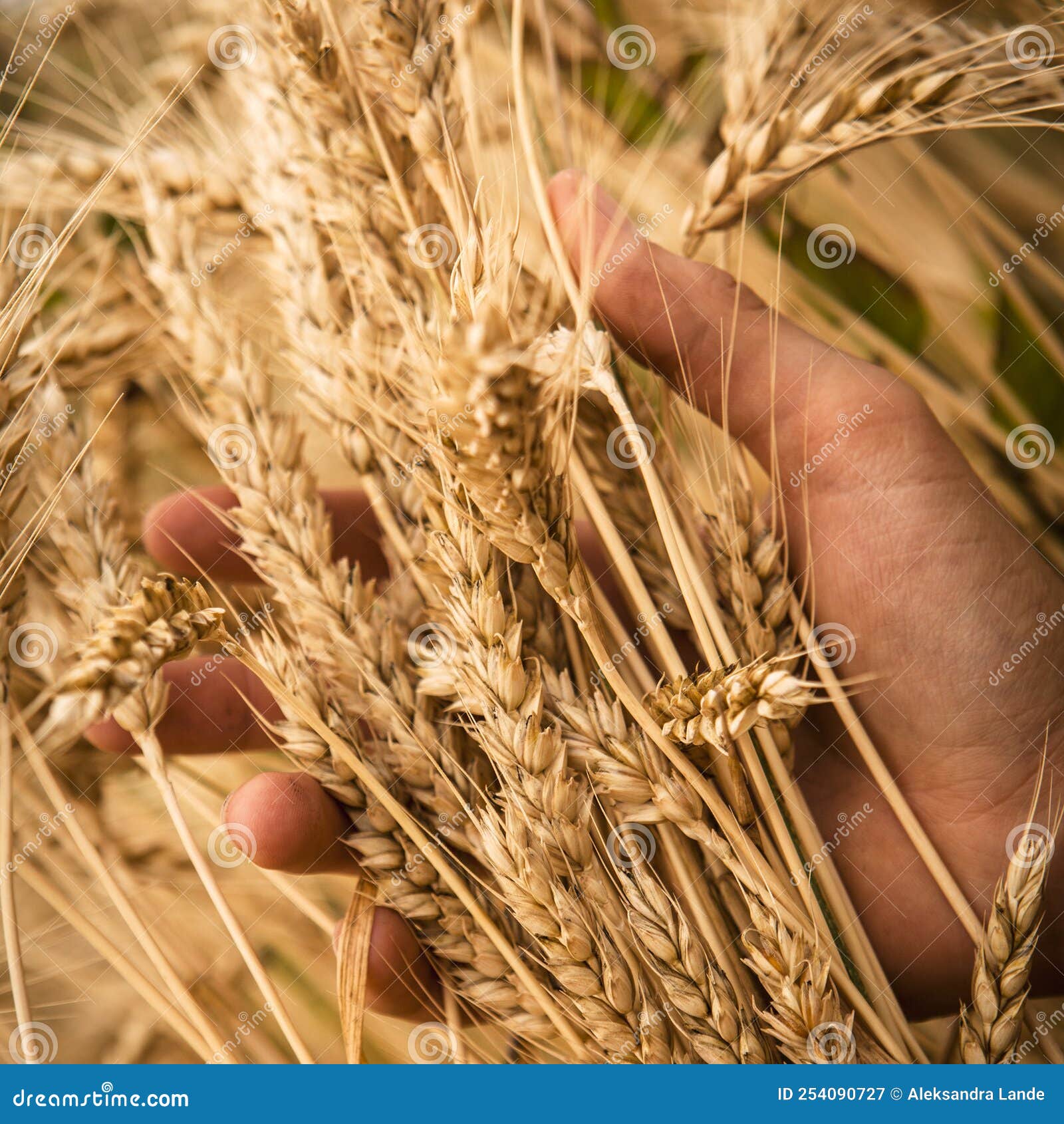 Hand touch wheat ears stock image. Image of peaceful - 254090727