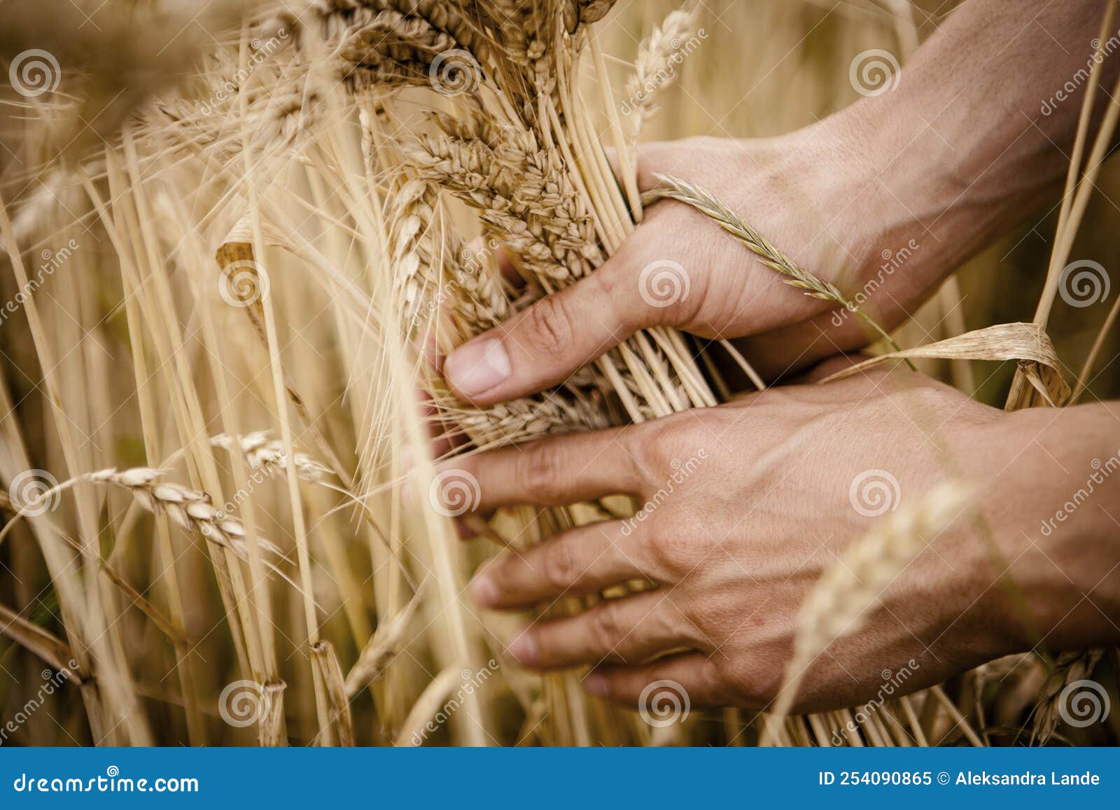 Hand touch wheat ears stock image. Image of grain, growth - 254090865