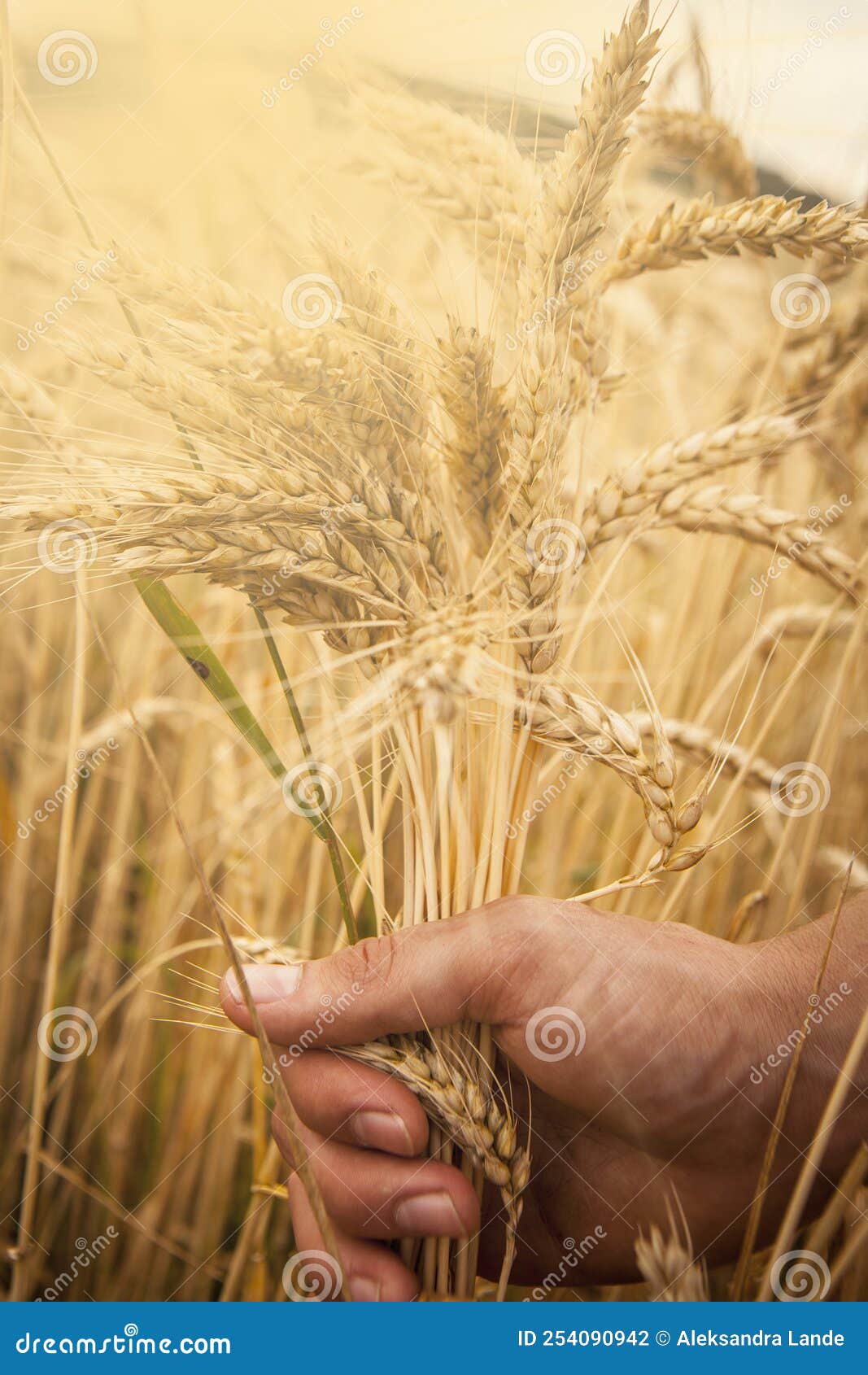 Hand touch wheat ears stock photo. Image of monoculture - 254090942