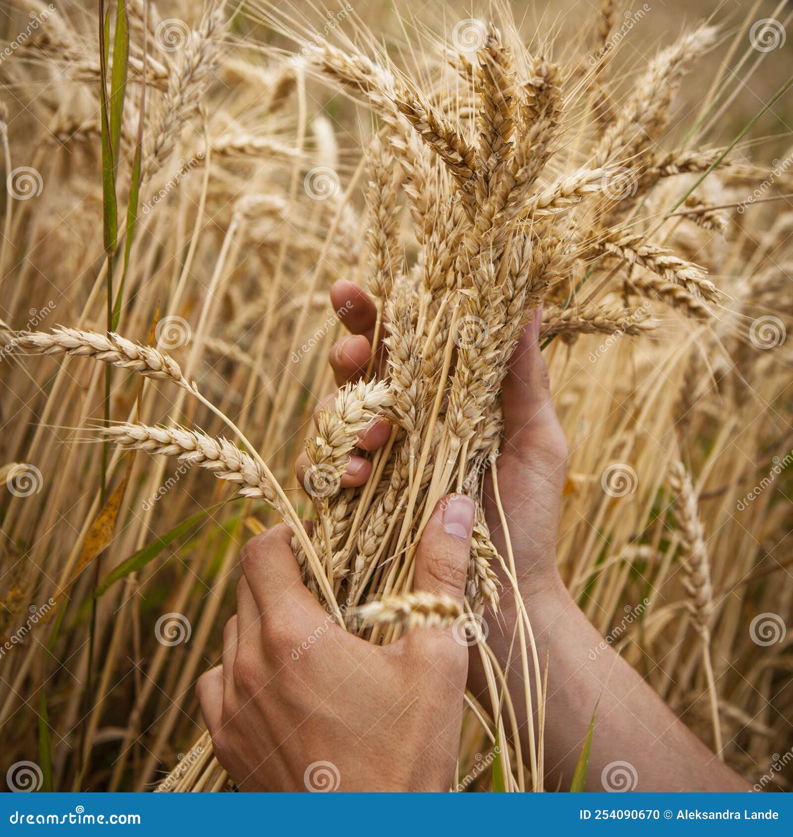 Hand touch wheat ears stock photo. Image of ears, gold - 254090670