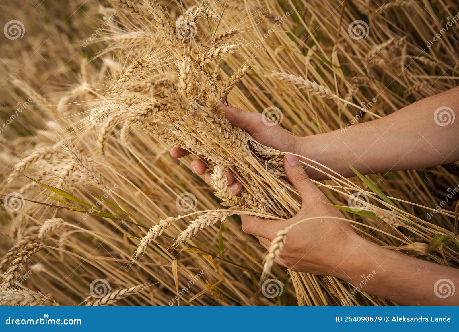 Hand touch wheat ears stock image. Image of harvesting - 254090679