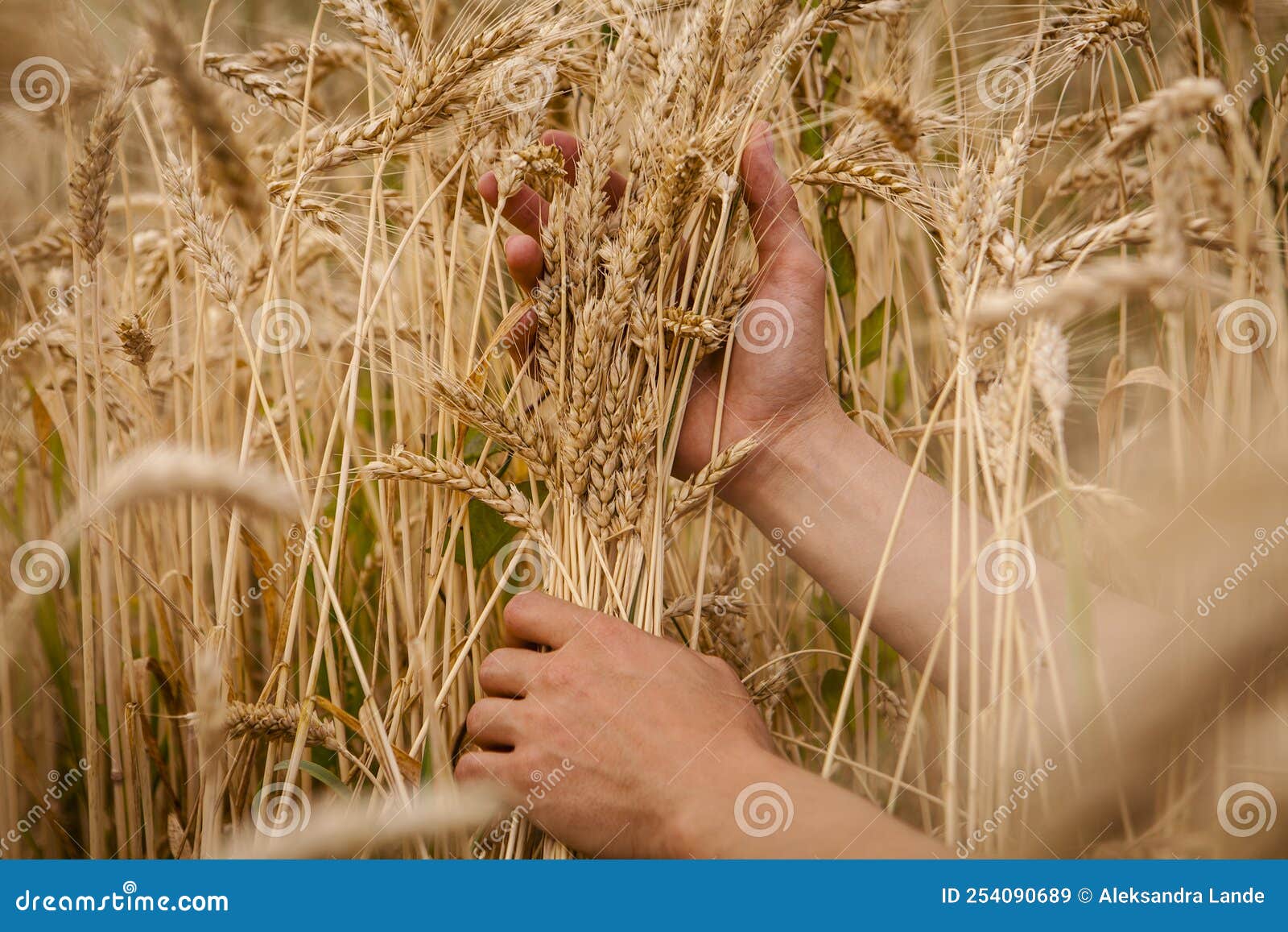 Hand touch wheat ears stock image. Image of abundance - 254090689