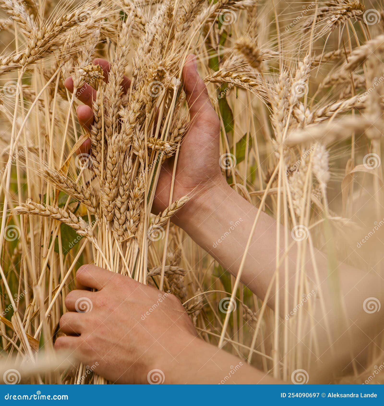 Hand touch wheat ears stock image. Image of copy, cereal - 254090697