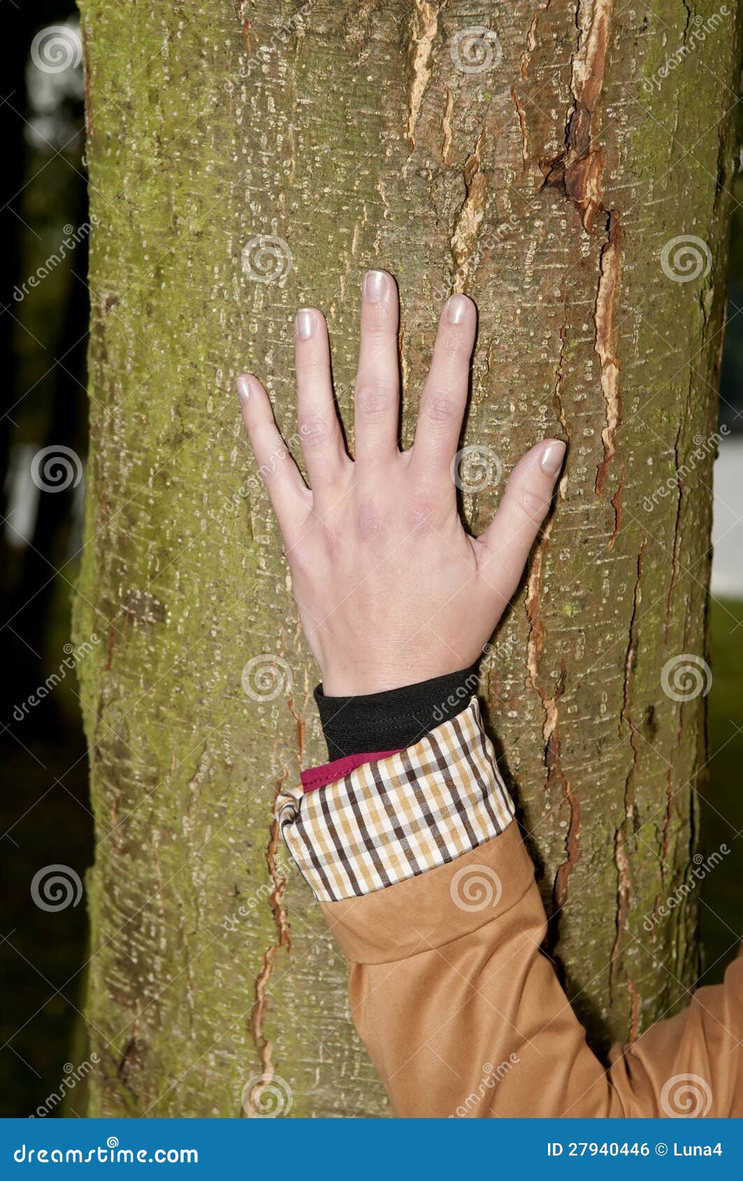 Hand touches a tree stock photo. Image of shot, outdoor - 27940446