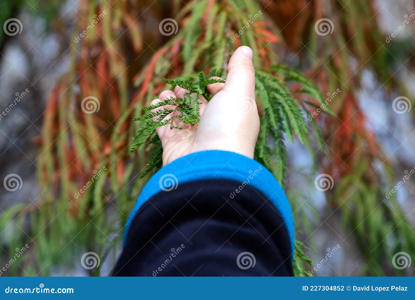 Hand Touching a Branch of a Deciduous Tree in Autumn Stock Photo ...