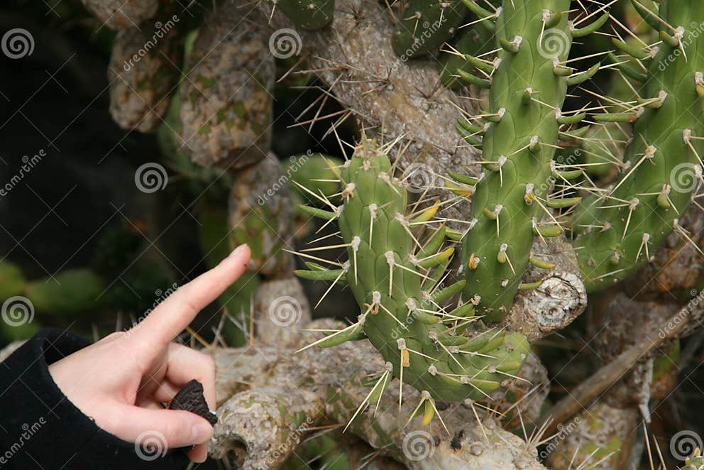 Hand touching a cactus stock photo. Image of nature, cactus - 3087798