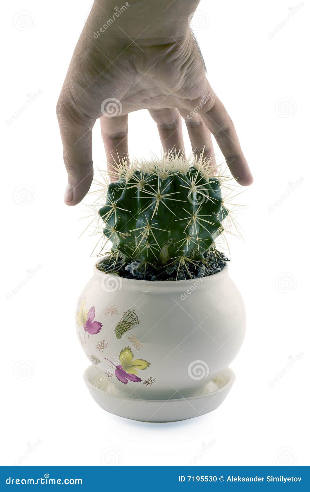 Hand touching cactus stock photo. Image of thorn, cactus - 7195530