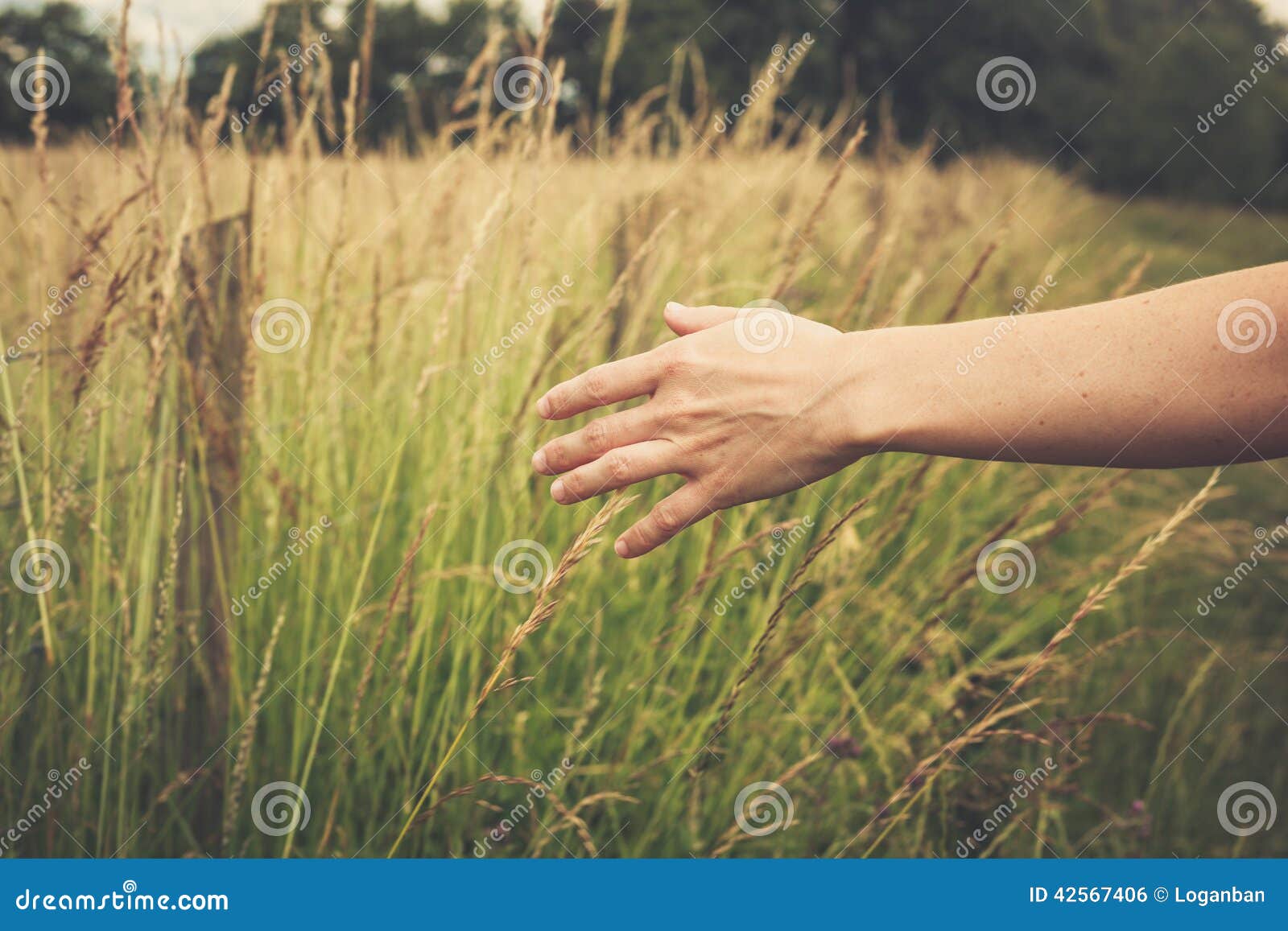 Hand Touching Crops in Field Stock Photo - Image of beautiful, feeling ...