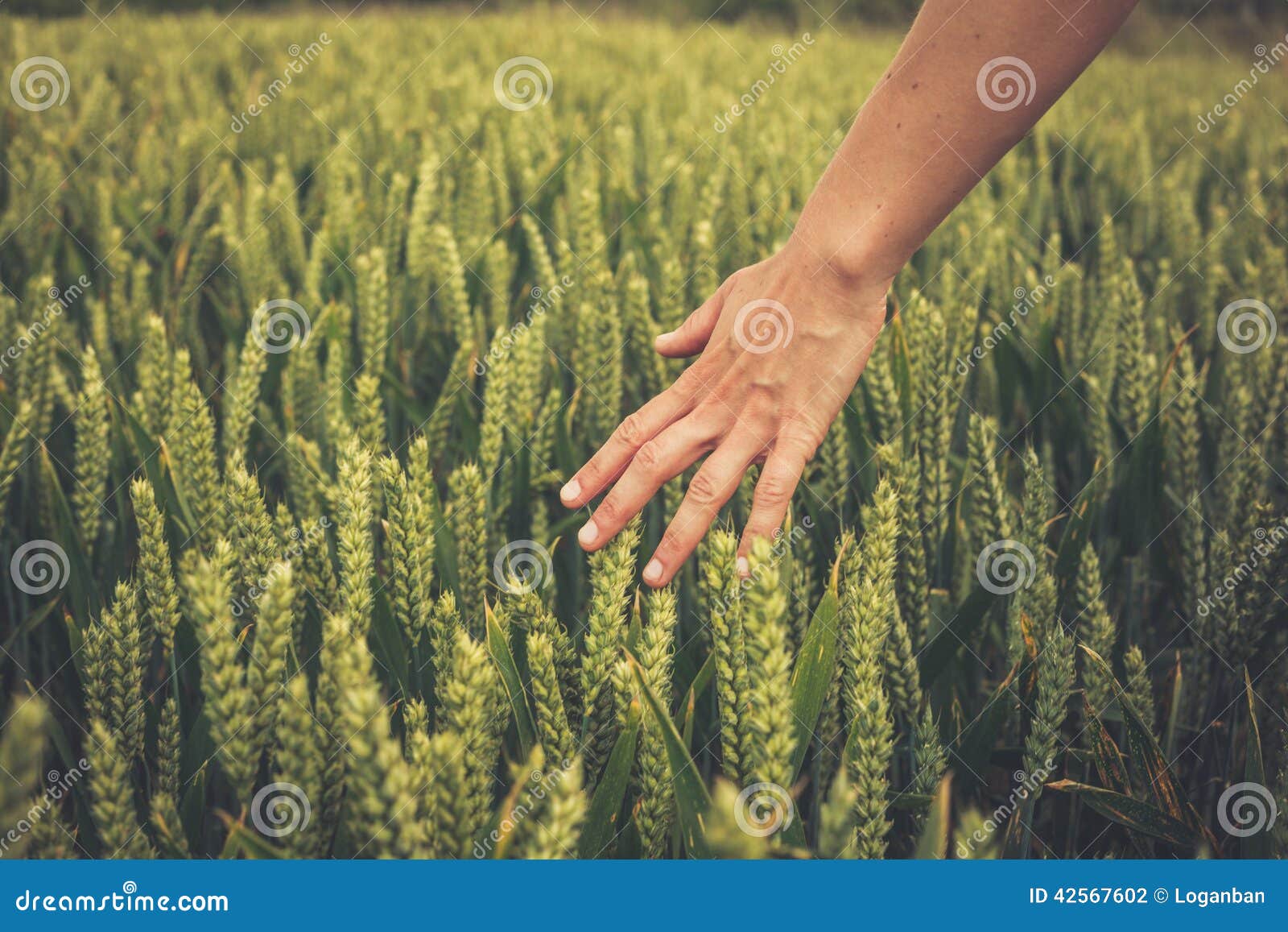 Hand Touching Crops in Field Stock Photo - Image of sunny, human: 42567602