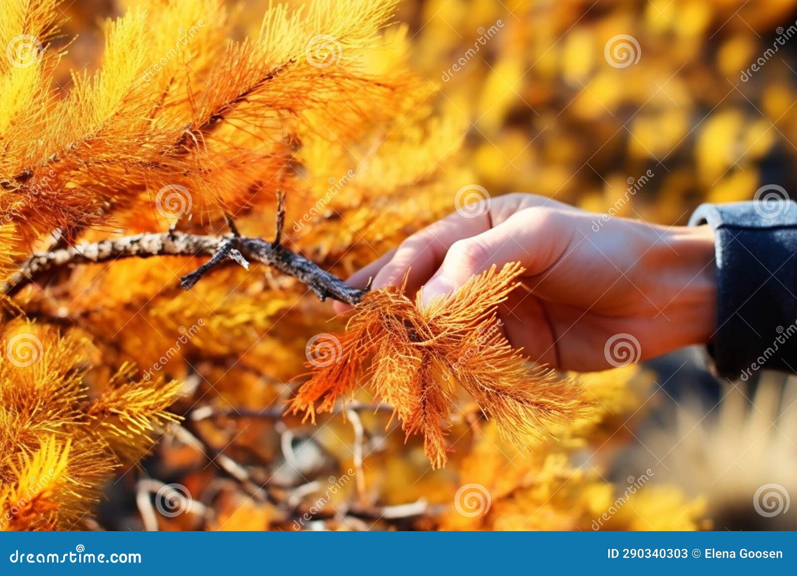 Hand Touching Dried Branch Pine Tree in Yellow Needles Crown after Fire ...