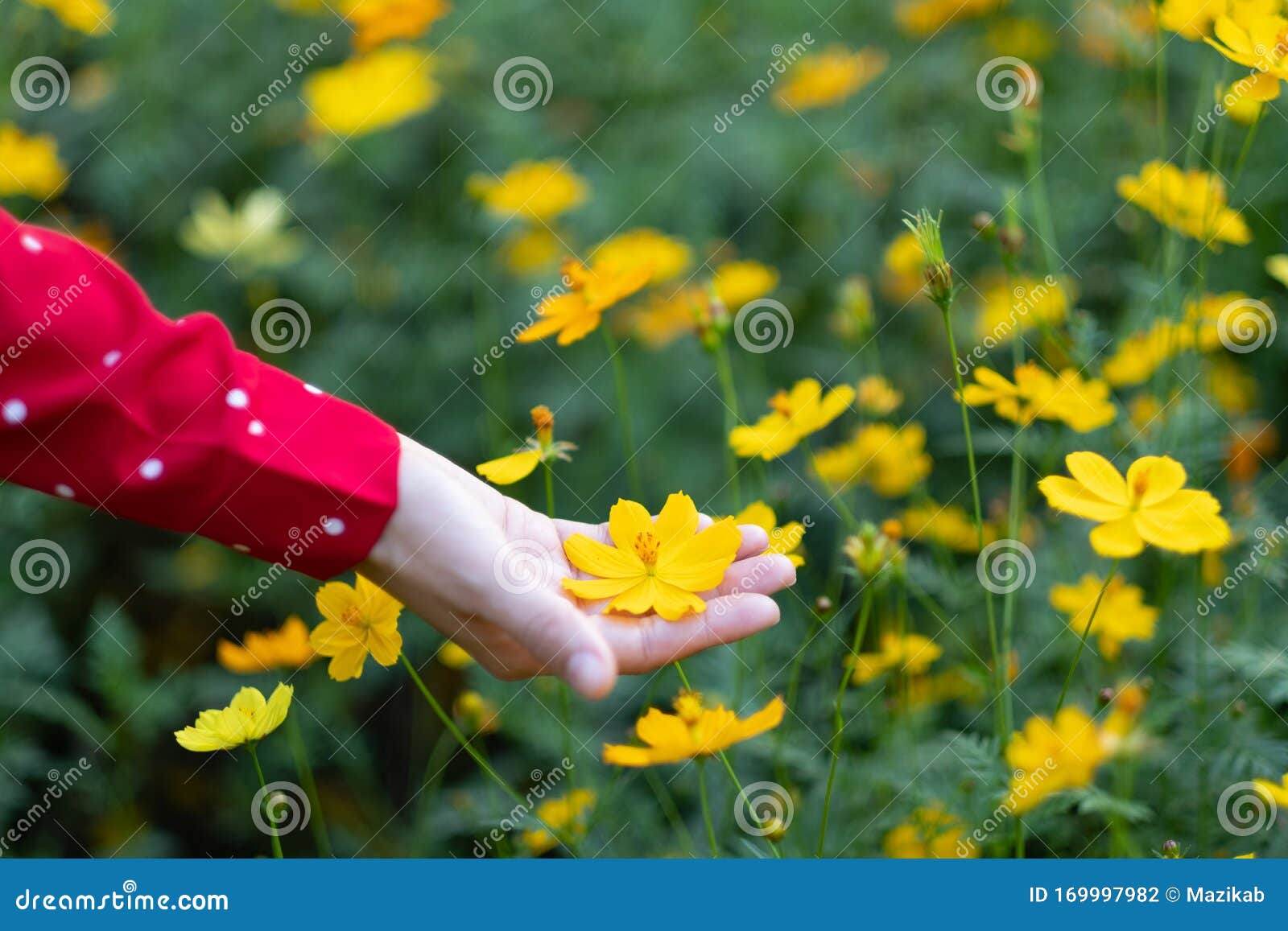 Touching a flower stock photo. Image of organic, female - 169997982