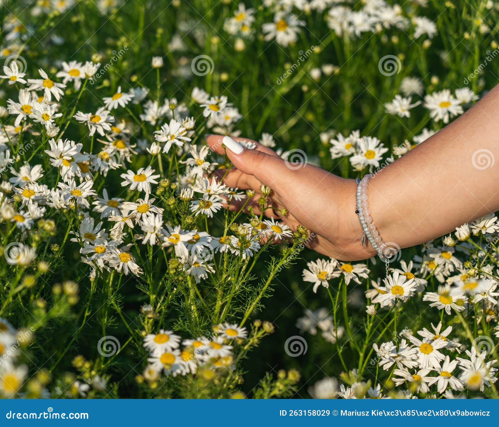 Hand touching flowers stock image. Image of plant, flowers - 263158029