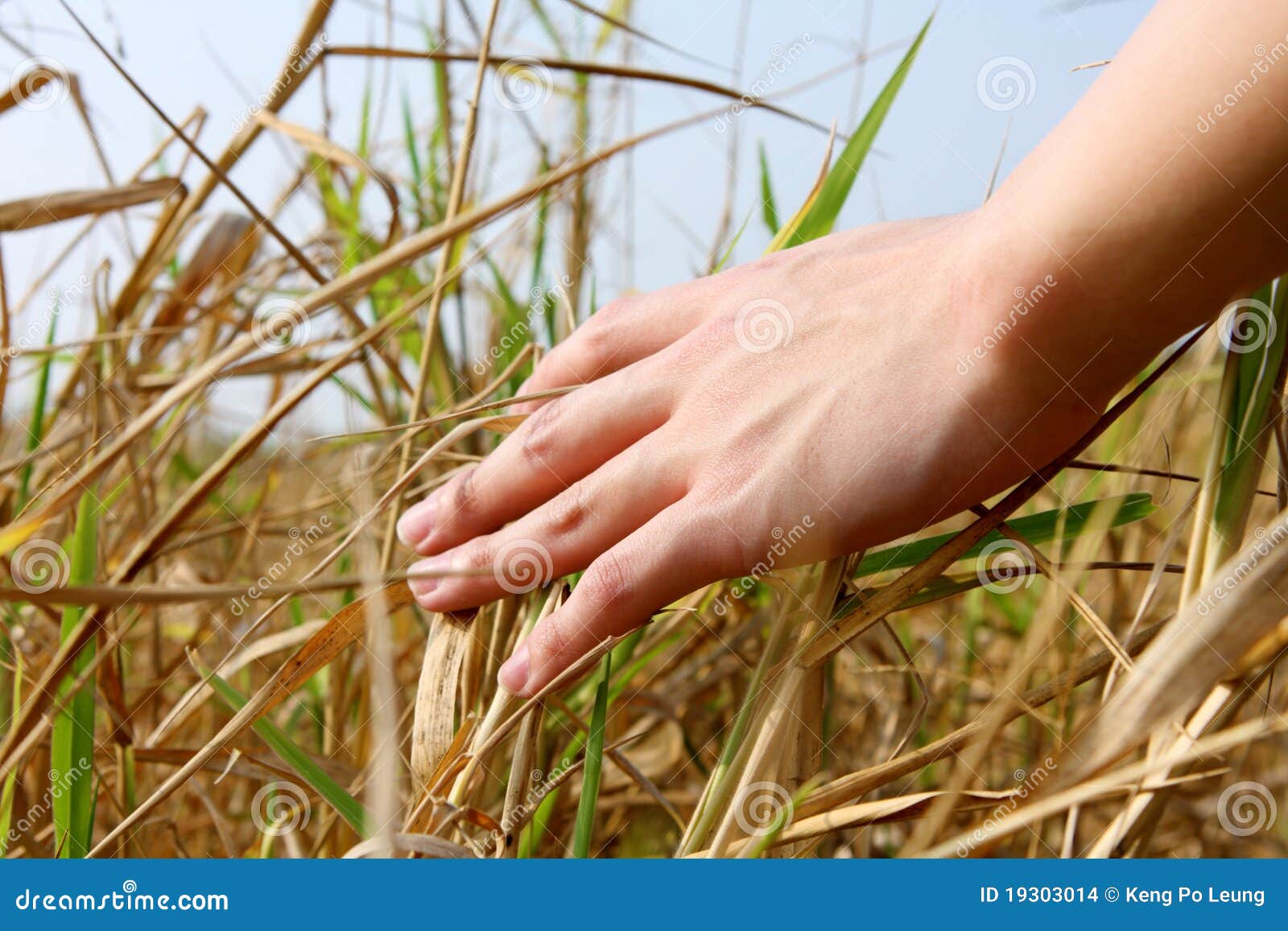 Hand touching the grass stock photo. Image of plant, close - 19303014