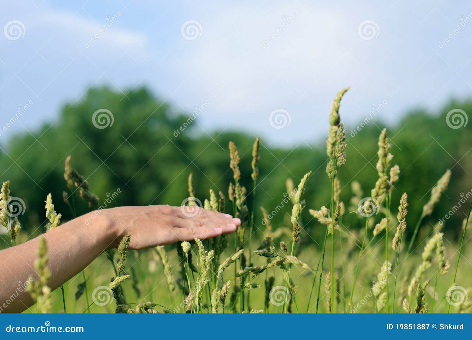 Hand touching grass stock image. Image of people, colors - 19851887