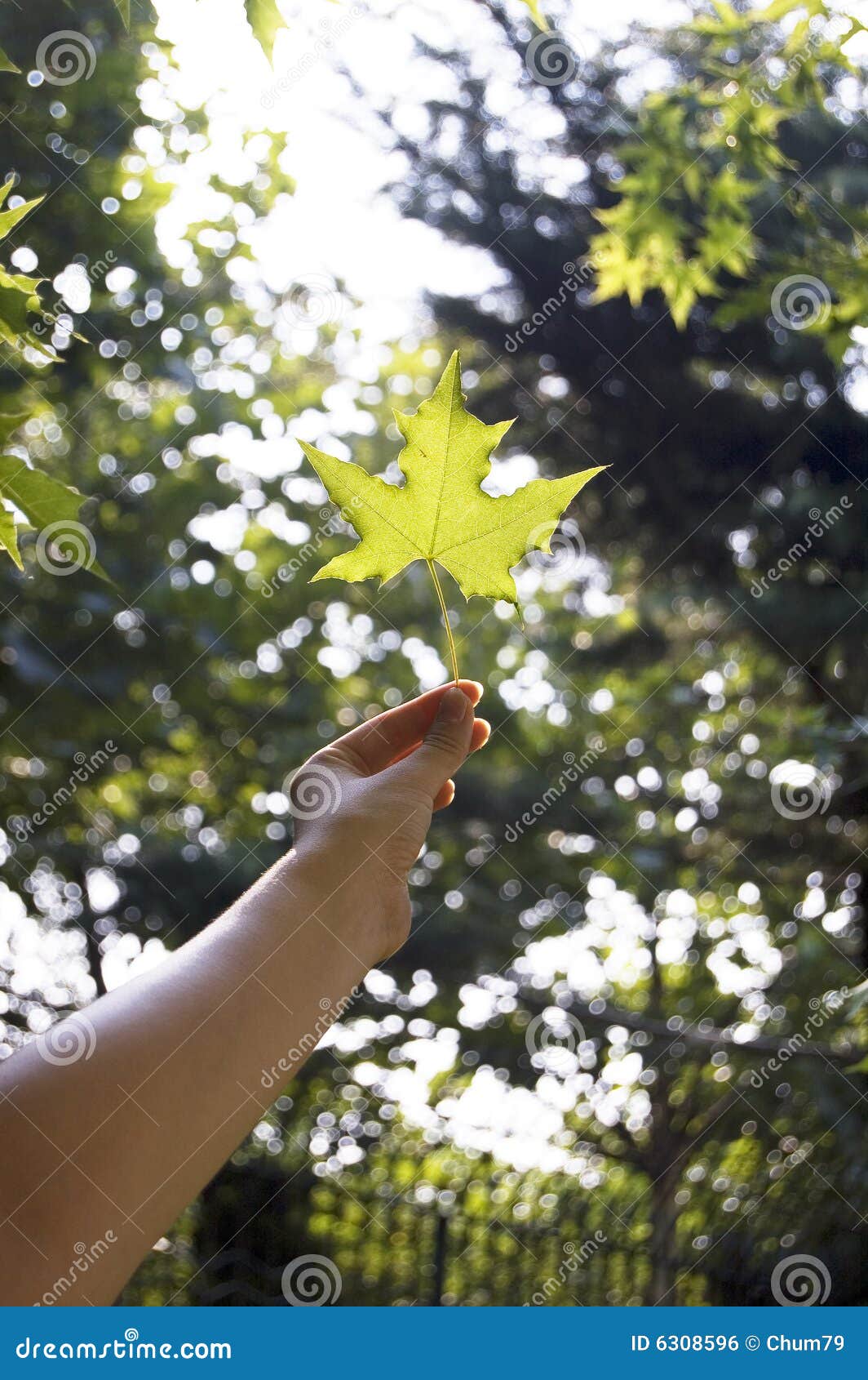Hand Touching Green Fresh Leaves Shade Stock Photo - Image of ecology ...
