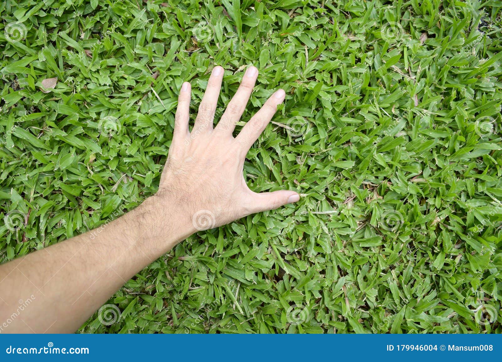 Hand Touching Green Grass Field Stock Photo - Image of field, grass ...
