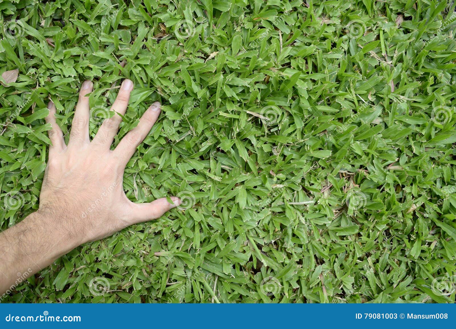 Hand Touching Green Grass Field Stock Image - Image of lawn, background ...