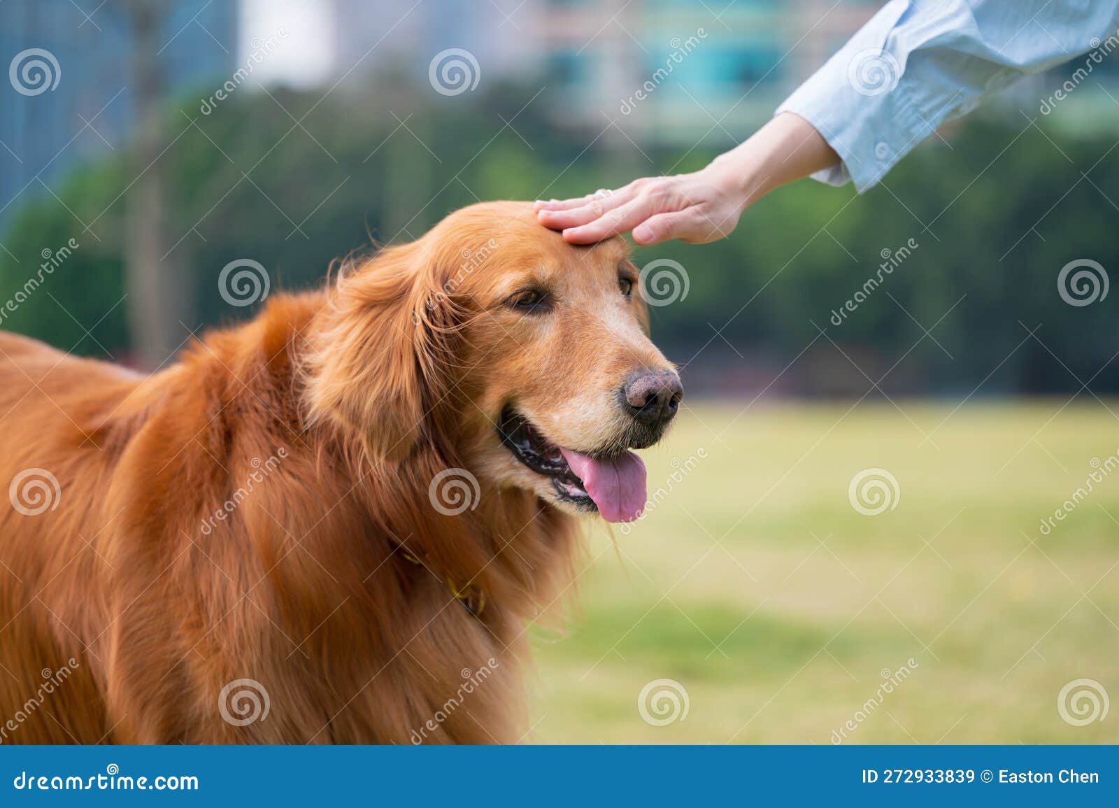 Hand Touching the Head of a Golden Retriever Dog Stock Image - Image of ...