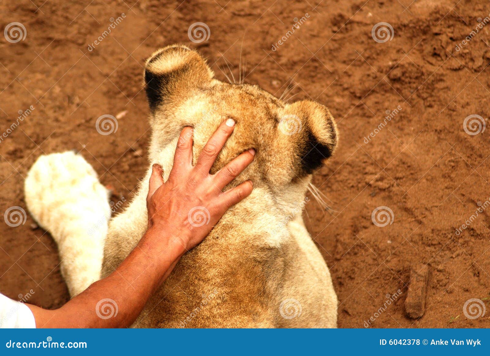 Hand touching a lion stock photo. Image of hand, veterinarian - 6042378