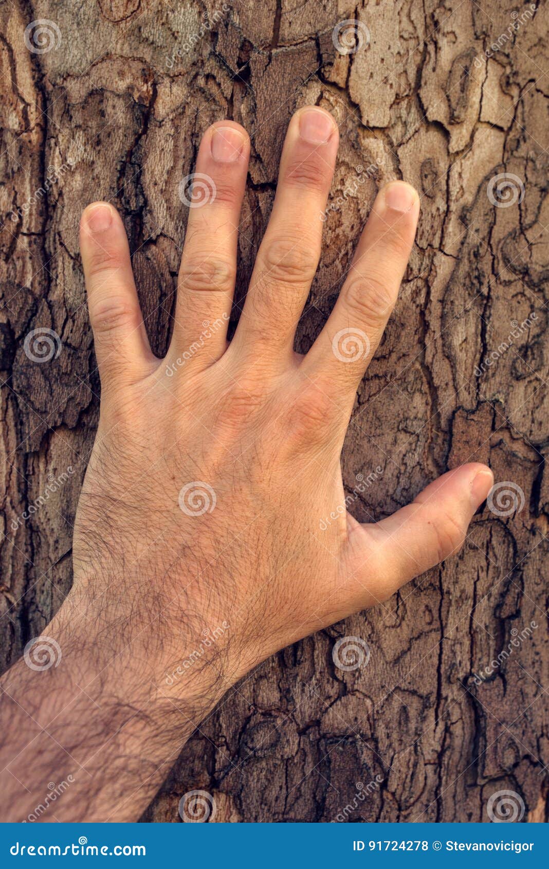 Hand touching maple tree stock photo. Image of love, maple - 91724278