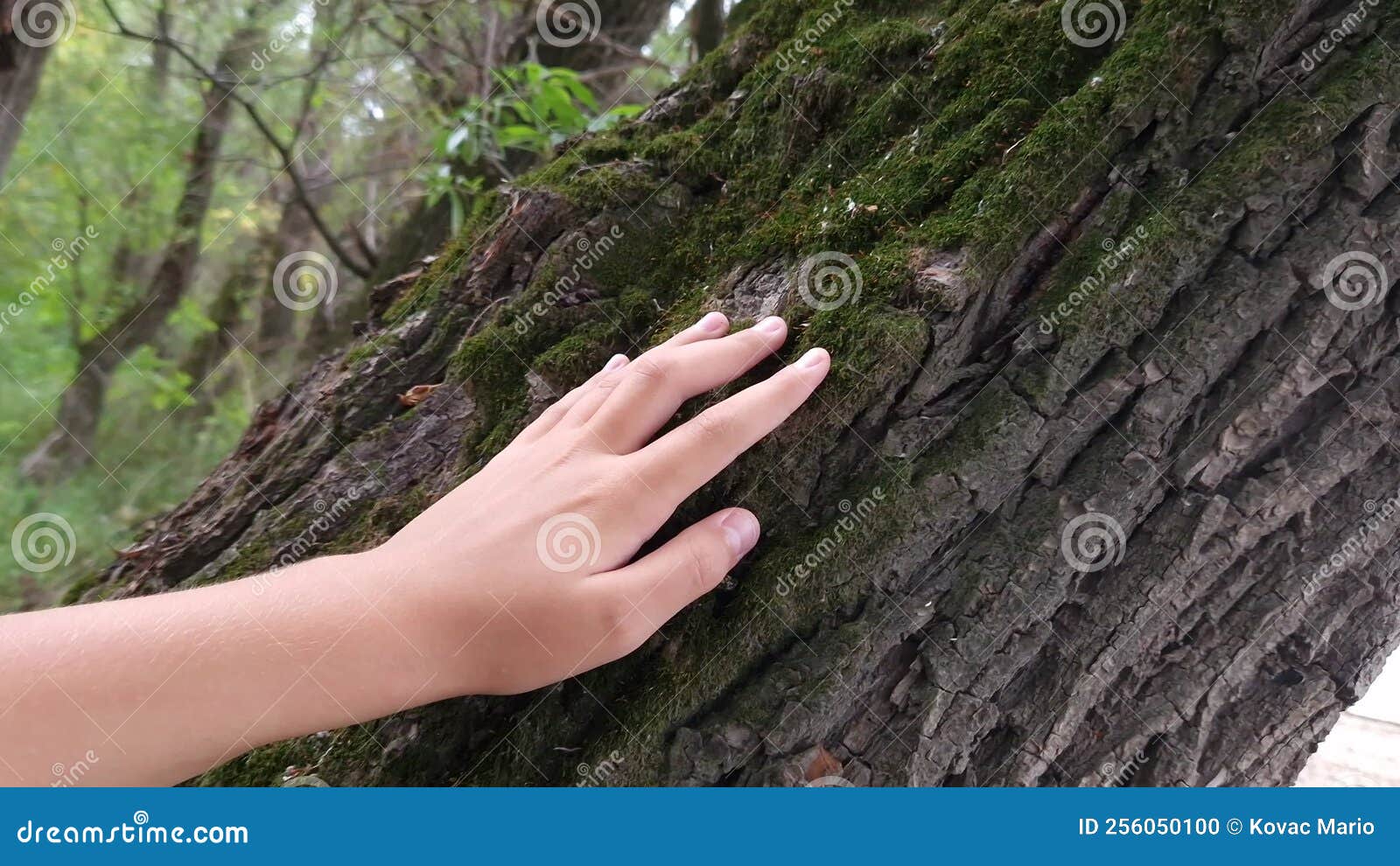 Hand Touching Oak Tree stock footage. Video of passion - 256050100