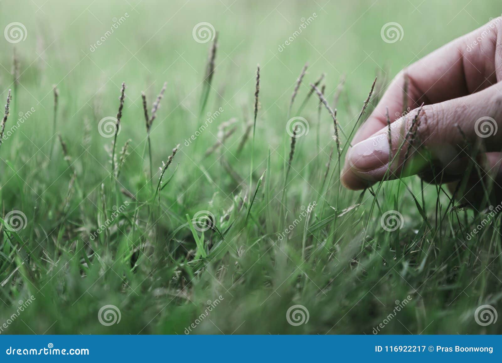 A Hand Touching and Picking Grass in a Field Stock Image - Image of ...