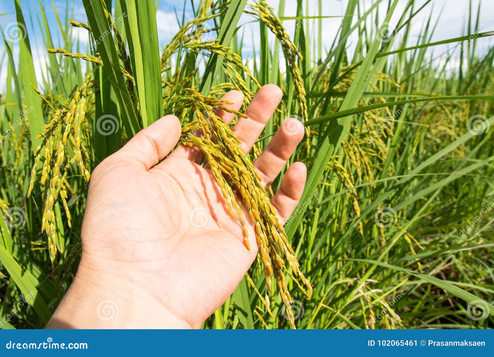 Hand touching rice stock image. Image of harvest, agriculture - 102065461