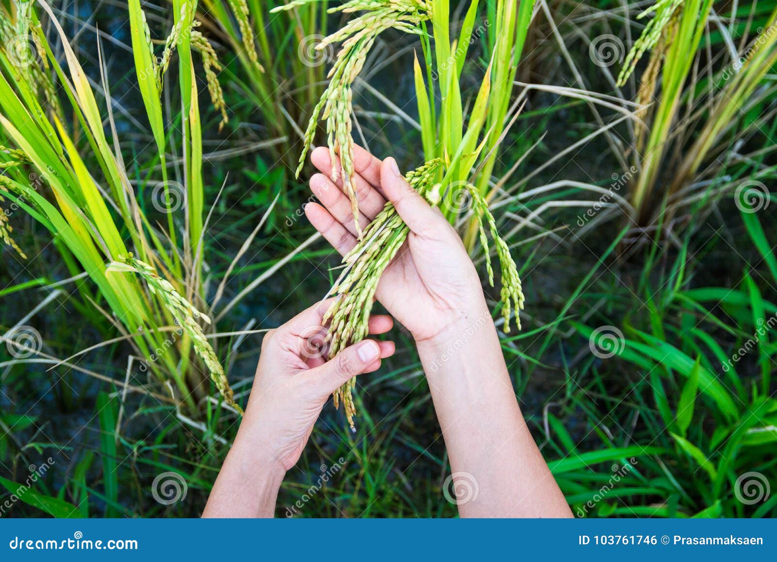 Hand touching rice stock photo. Image of leaf, asia - 103761746