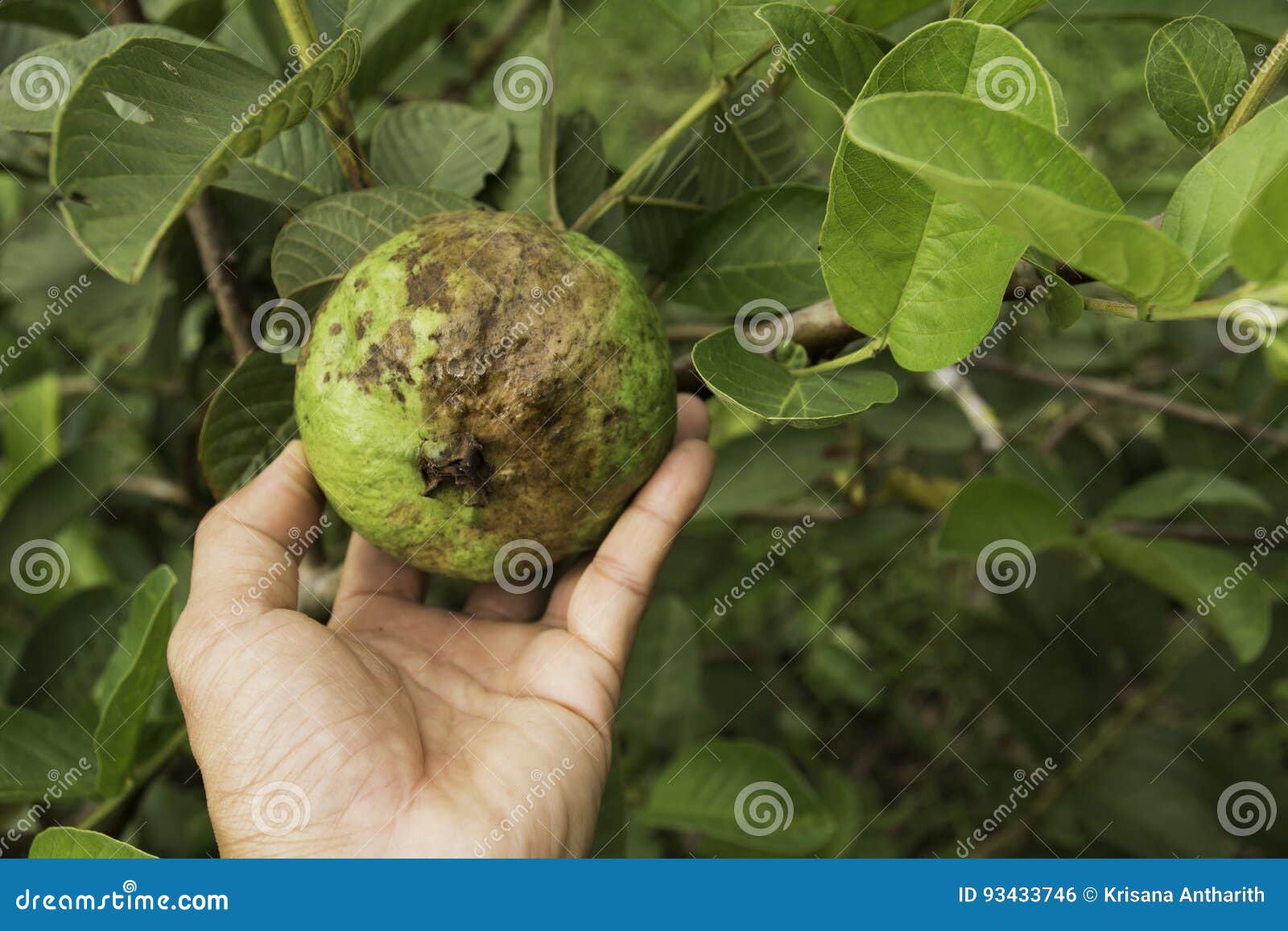 Hand Touching Rotten Guava with Tree of Guava the Garden. Stock Photo ...