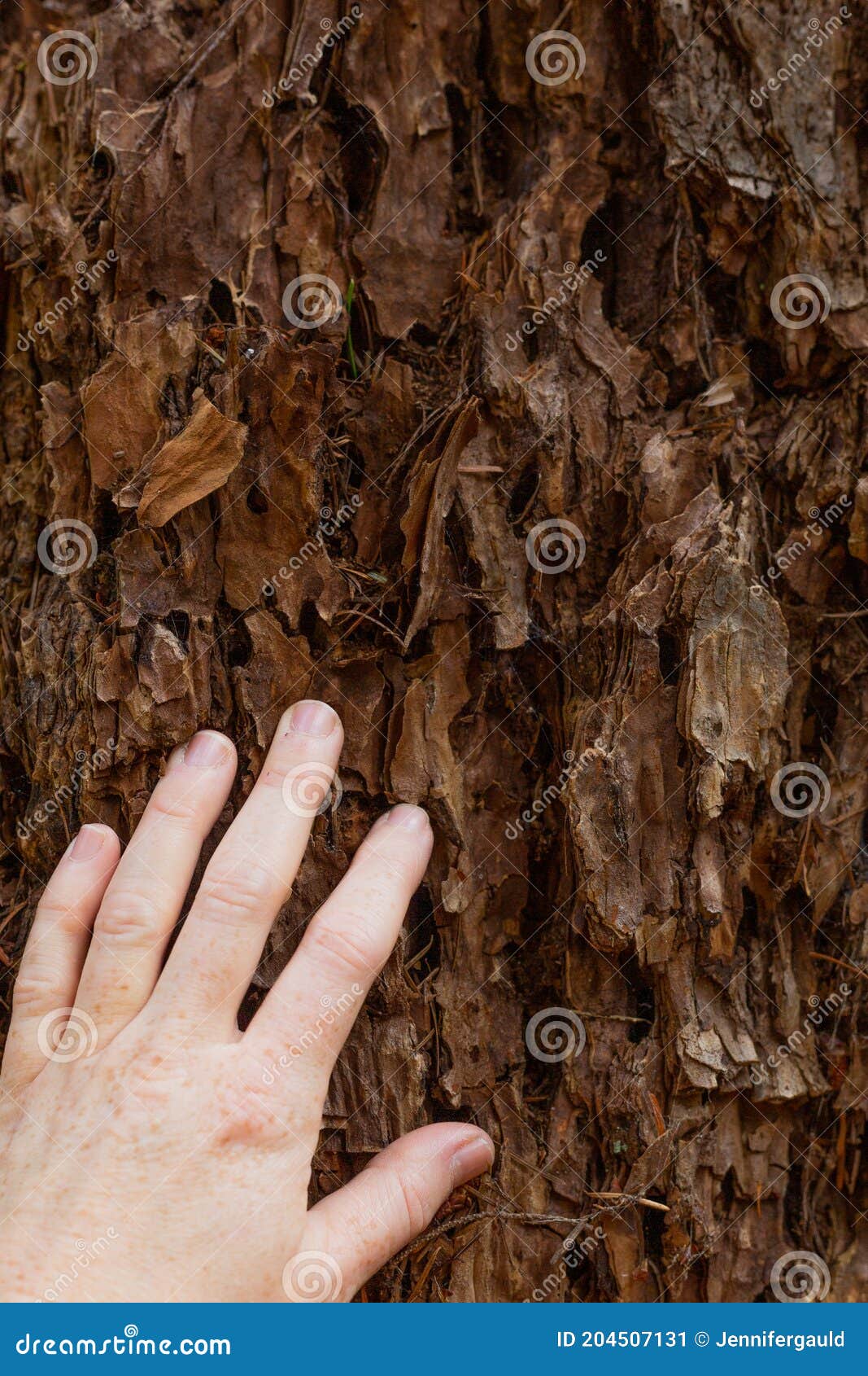 Hand Touching Rough Pine Bark Tree Stock Image - Image of habit, pine ...